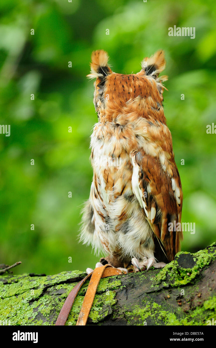 Eastern Screech Owl (Megascops asio) red phase with it's head turned ...