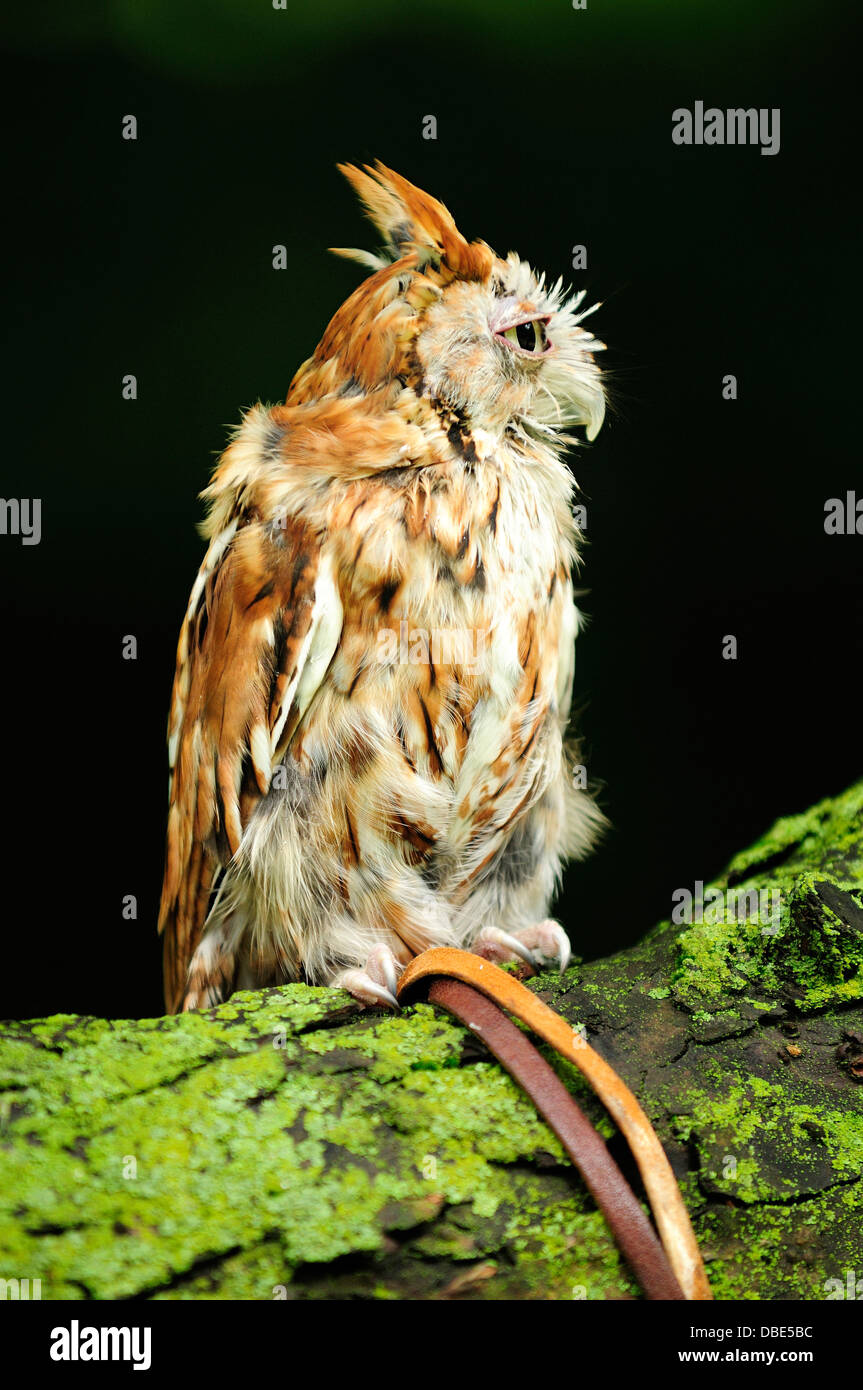 Eastern Screech Owl (Megascops asio) red phase Stock Photo - Alamy