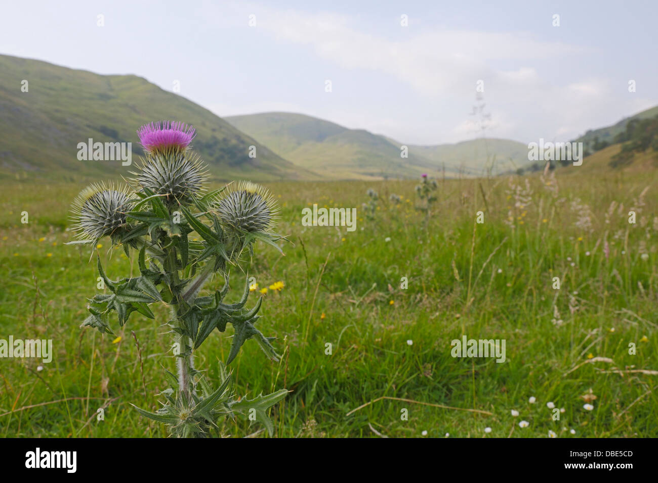 Thistle highlands scotland hi-res stock photography and images - Alamy