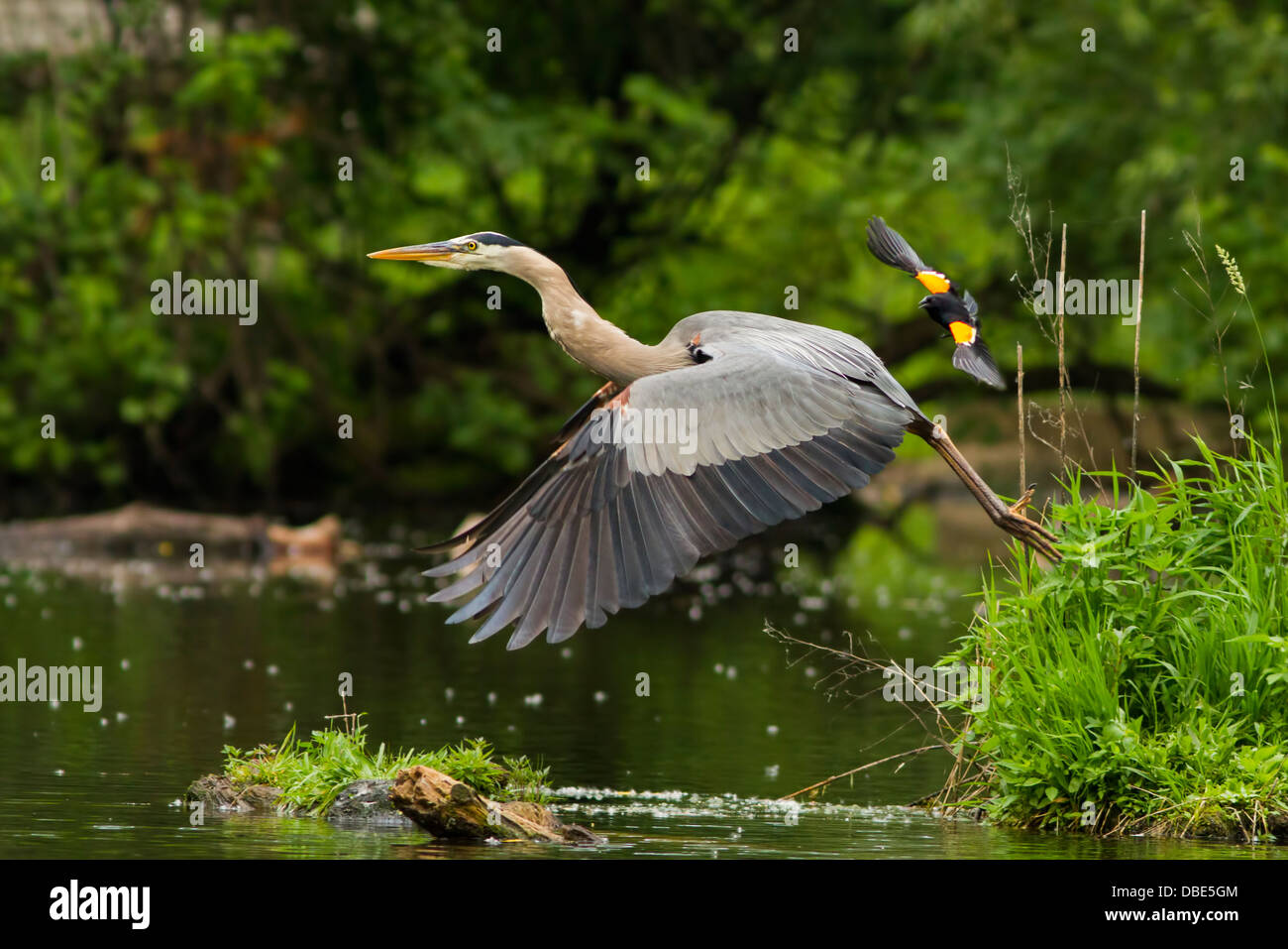 David Vs Goliath - Red winged blackbird vs Great Blue Heron Stock Photo ...