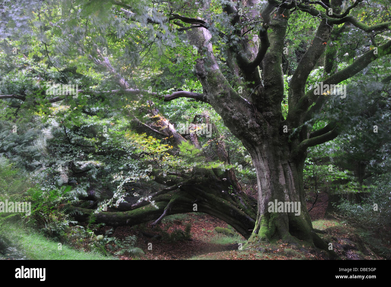 Ancient beech tree in wind and rain. Dorset, UK September 2012 Stock ...