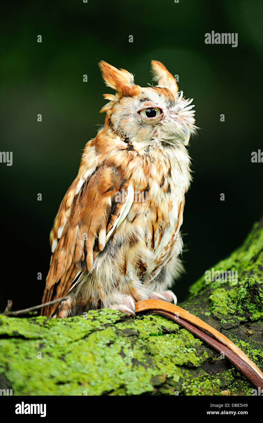 Deaf Eastern Screech Owl (Megascops asio) red phase Stock Photo - Alamy