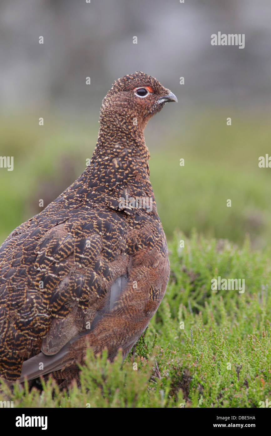 Red Grouse (Lagopus lagopus scoticus) adult female stood in heather ...