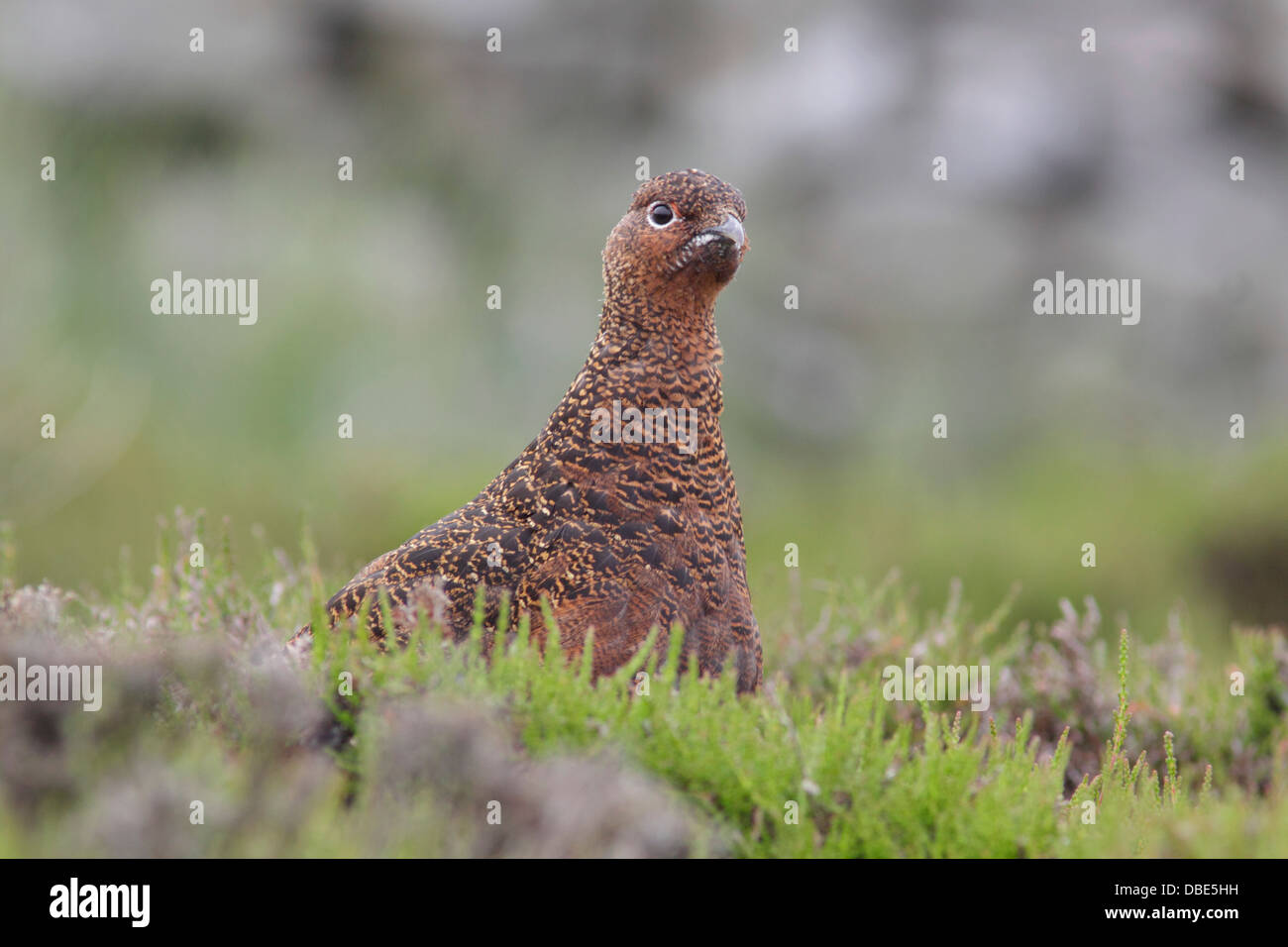 Red Grouse (Lagopus lagopus scoticus) adult female stood in heather ...