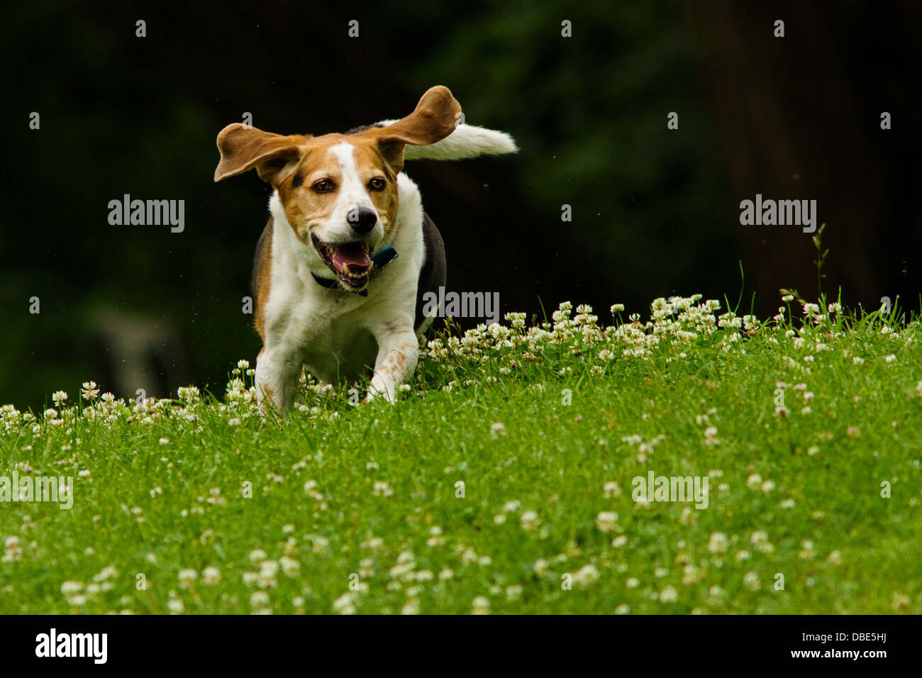 Beagle hi-res stock photography and images - Alamy