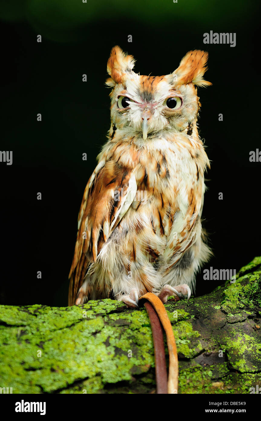 Deaf Eastern Screech Owl (Megascops asio) red phase Stock Photo - Alamy