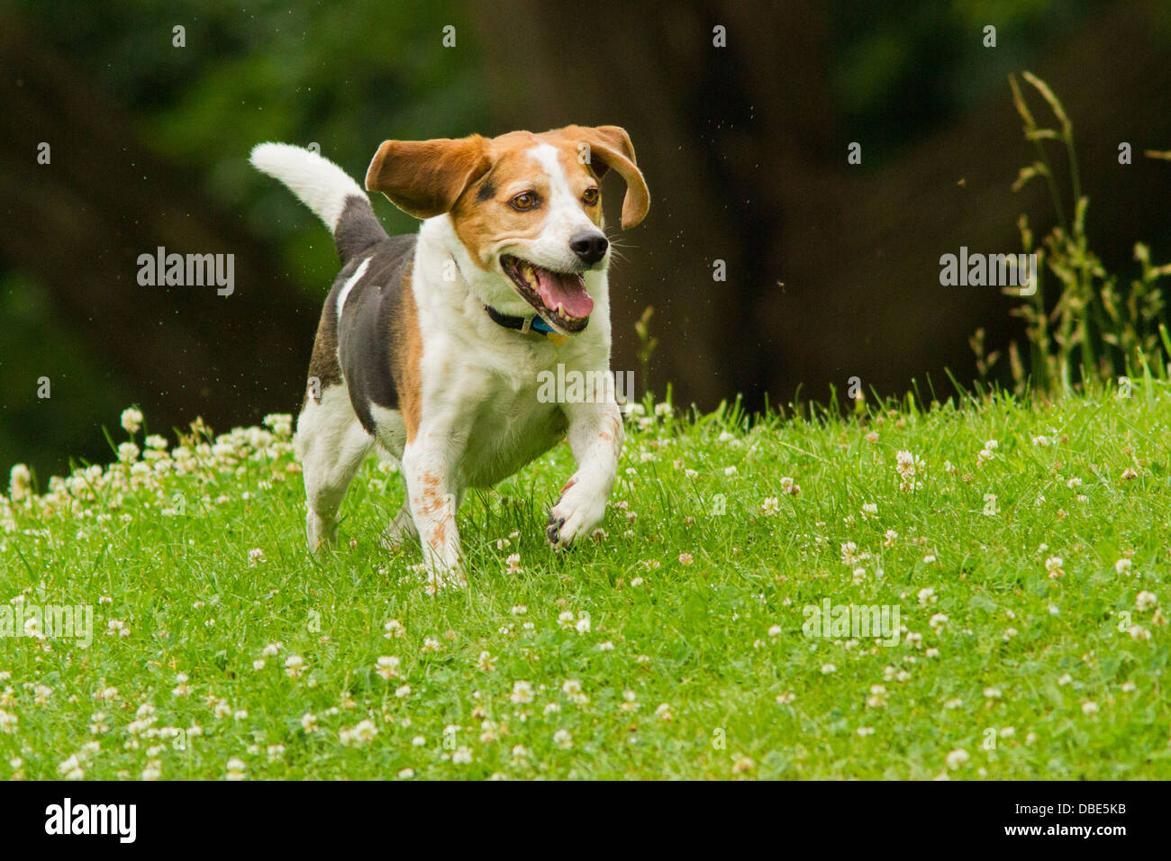 Beagle hi-res stock photography and images - Alamy