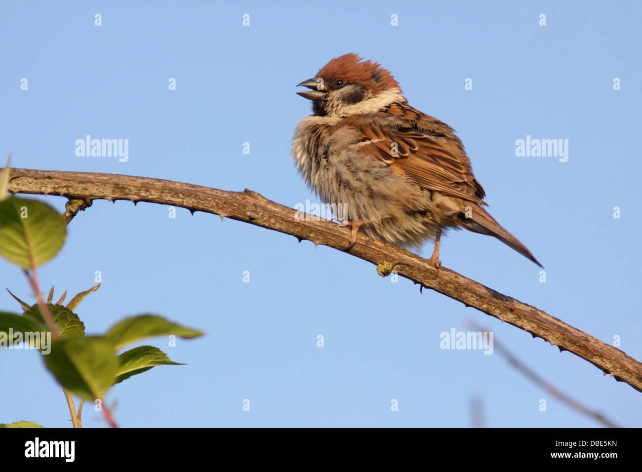 Eurasian tree sparrow passer montanus adult hi-res stock photography ...