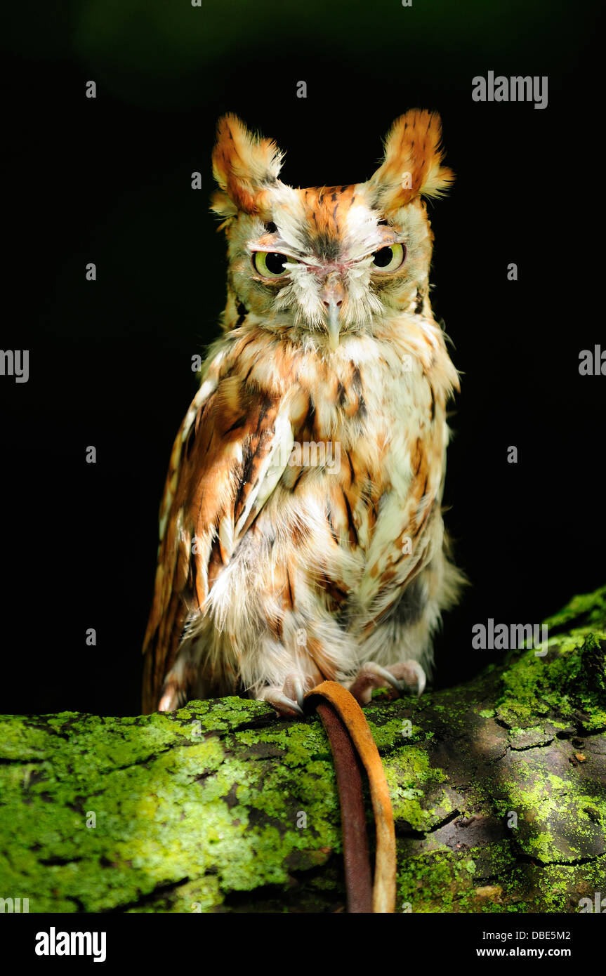 Eastern Screech Owl (Megascops asio) red phase Stock Photo - Alamy