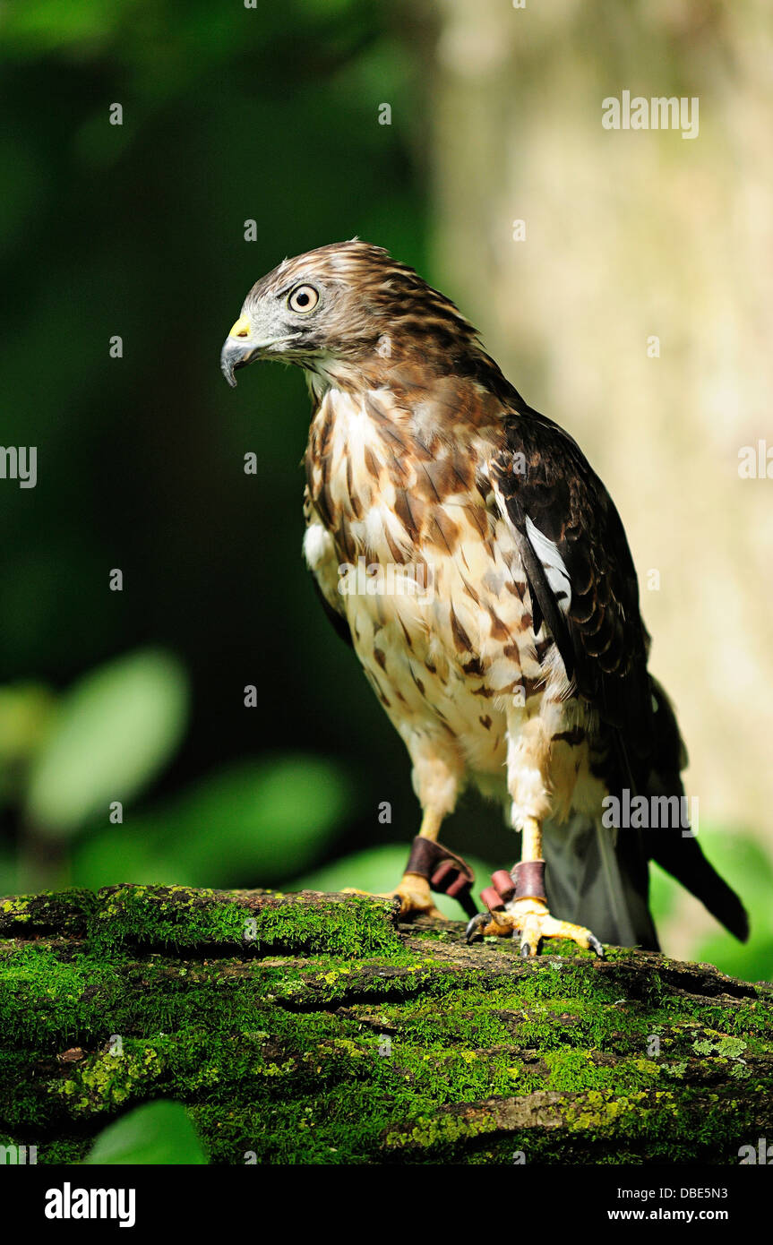 Broad-winged Hawk / Also known as Broad Shouldered Hawk Stock Photo - Alamy