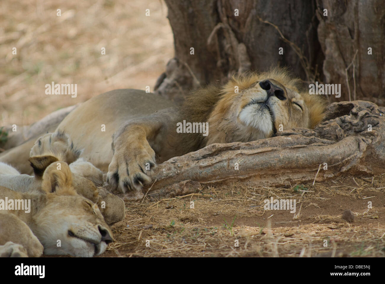 Female lions sleeping hi-res stock photography and images - Alamy