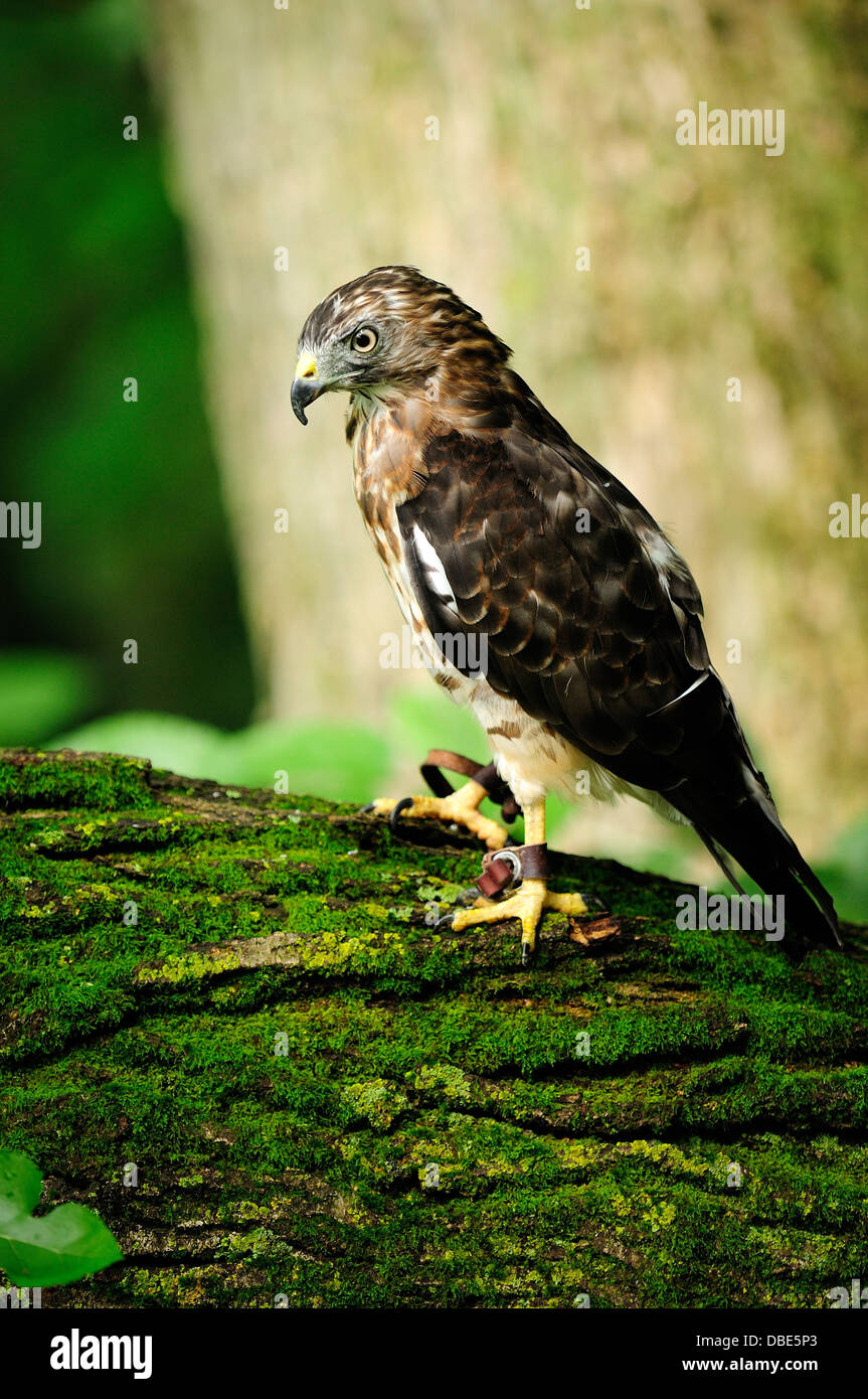 Broad-winged Hawk / Also known as Broad Shouldered Hawk Stock Photo - Alamy