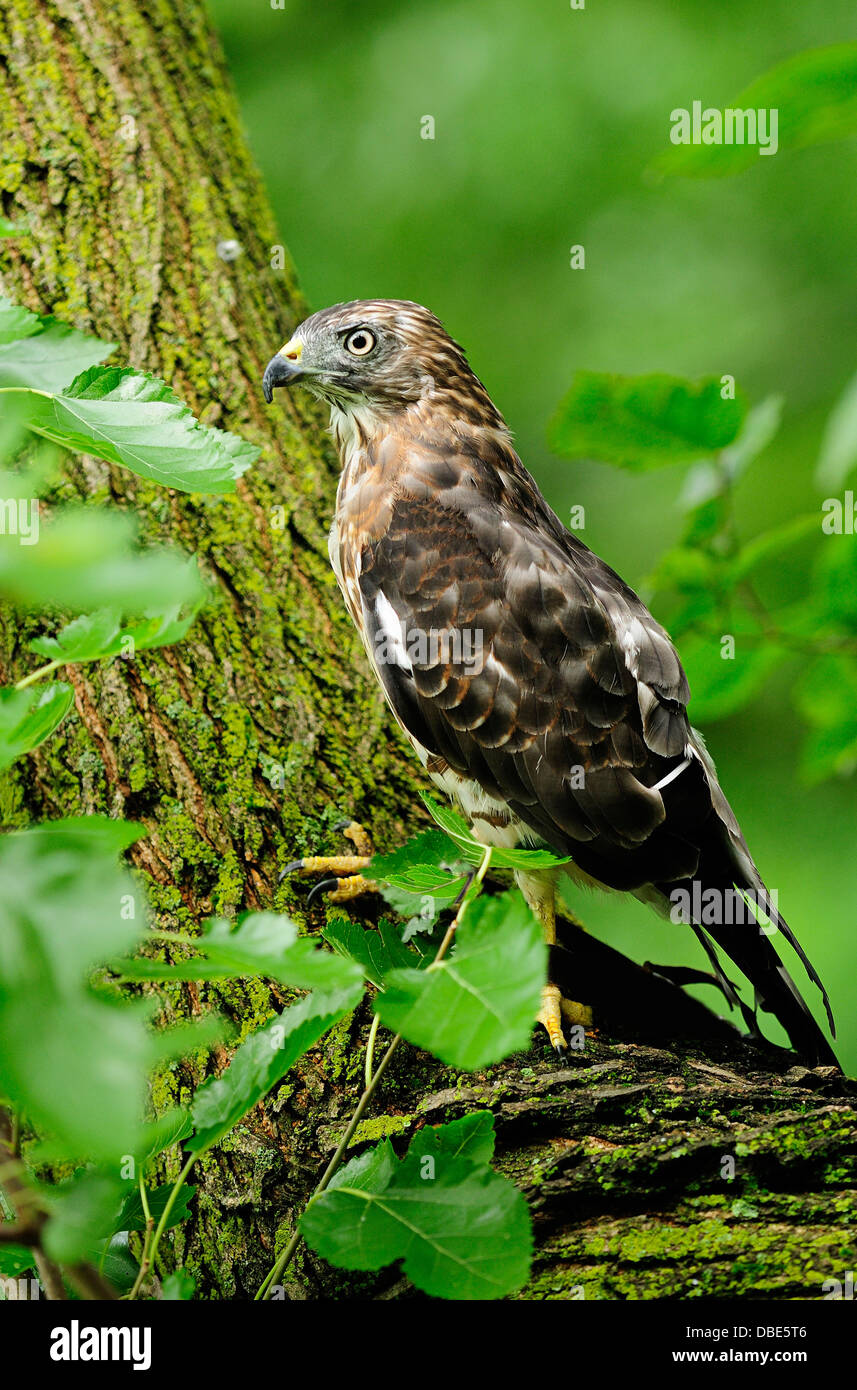Broad-winged Hawk / Also known as Broad Shouldered Hawk Stock Photo - Alamy