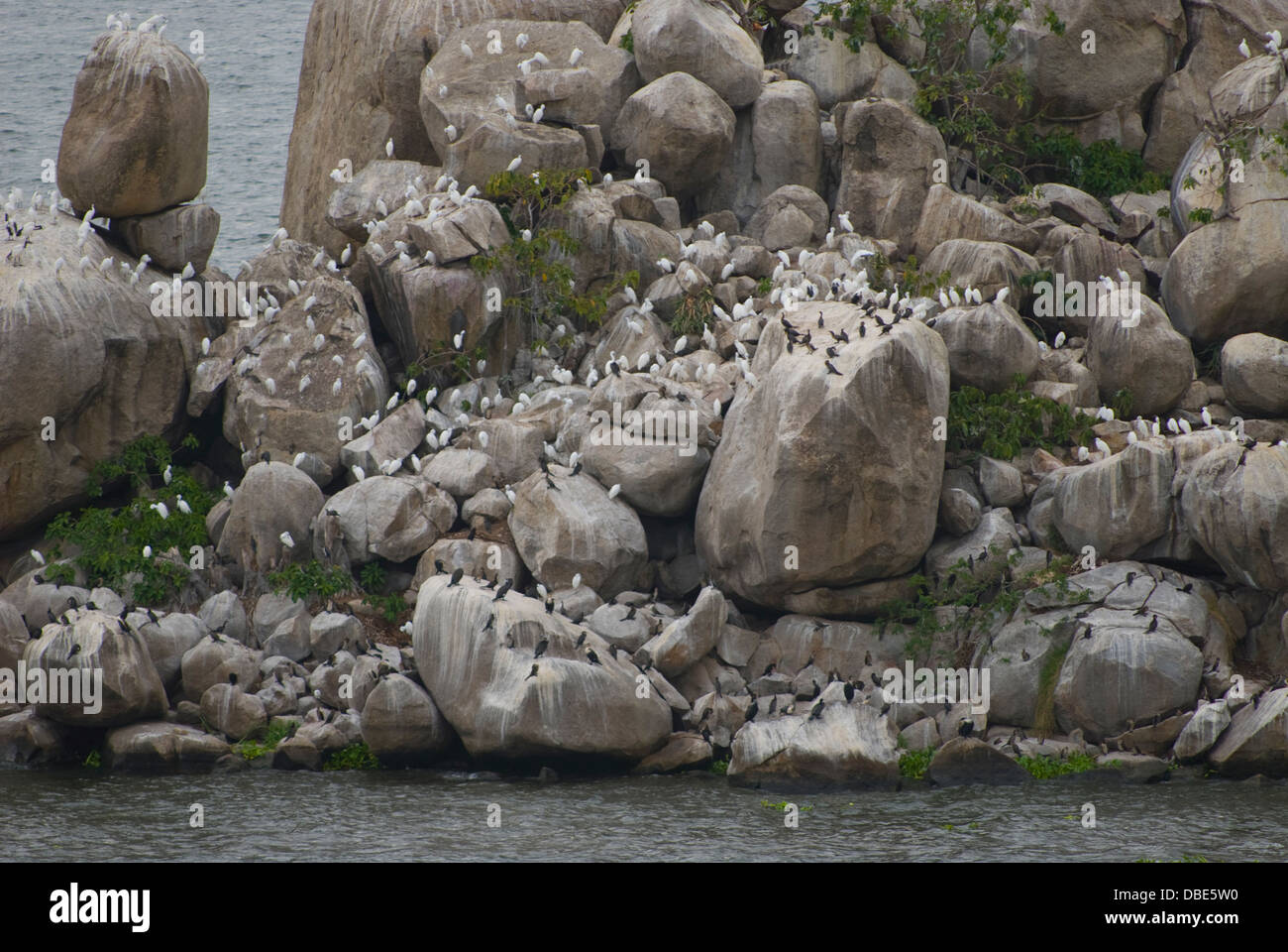 Bird colonies on a rocky island in Lake Victoria, Tanzania Stock Photo ...