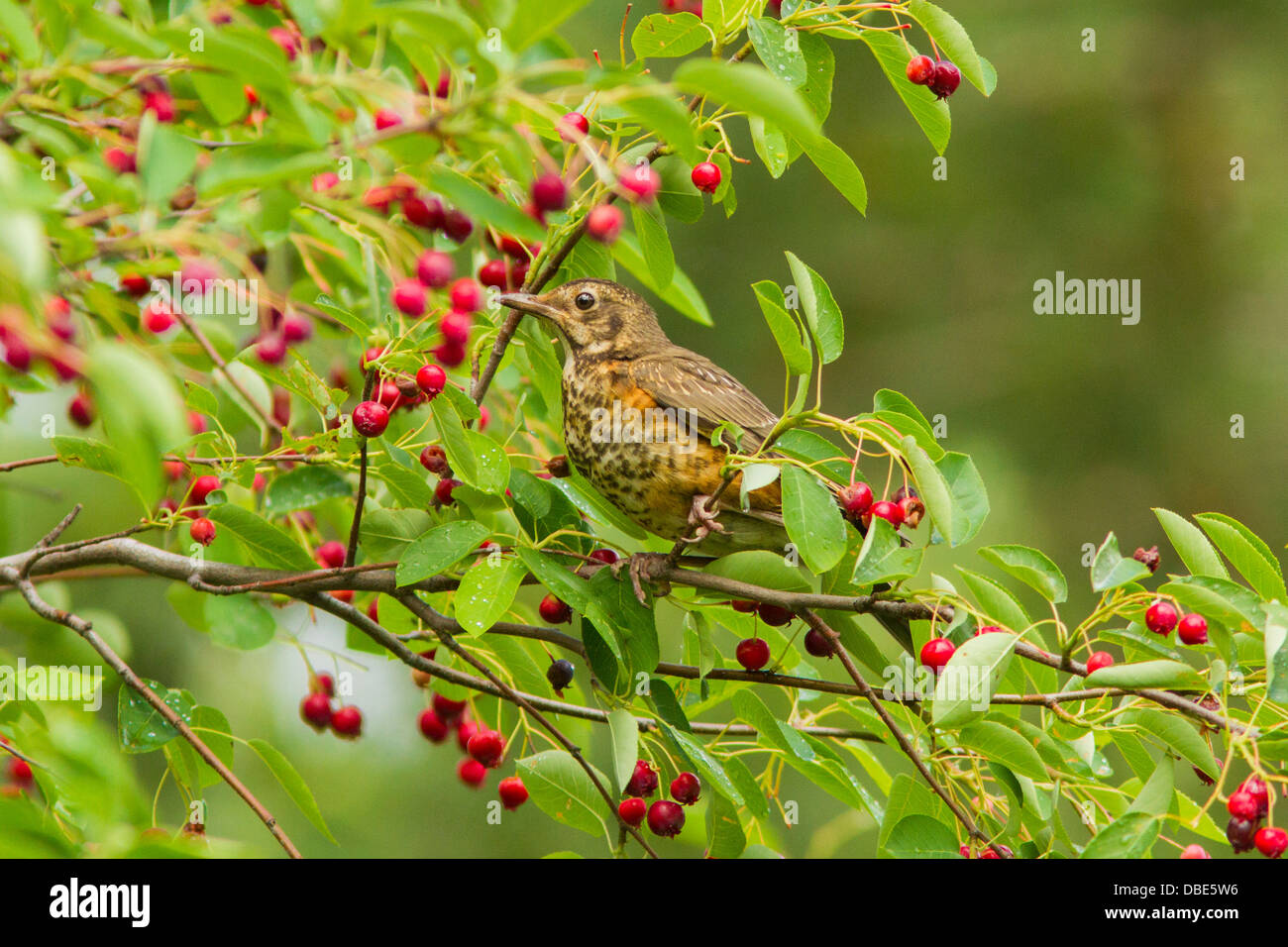 Serviceberry tree hi-res stock photography and images - Alamy