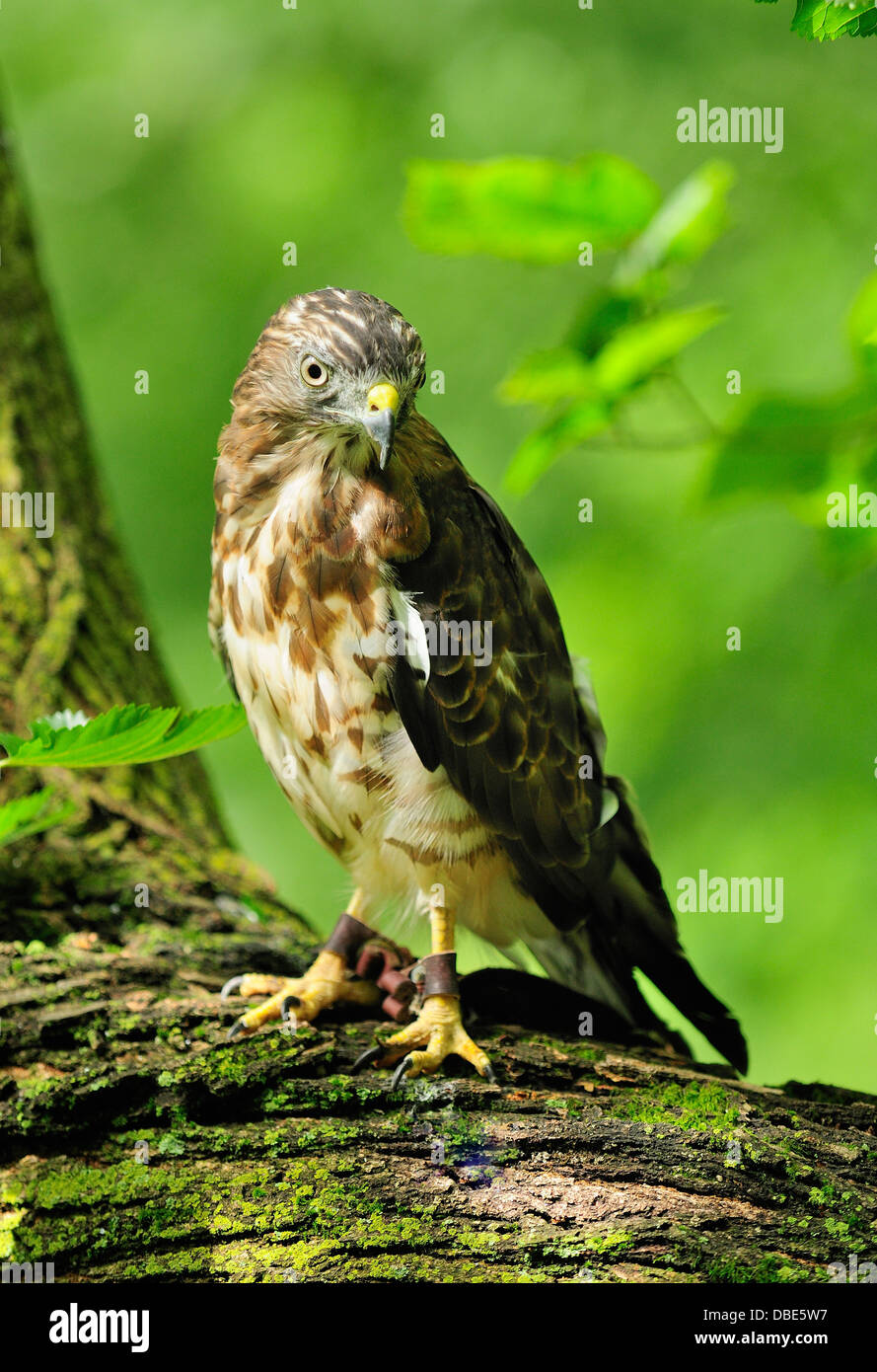 Broad-winged Hawk / Also known as Broad Shouldered Hawk Stock Photo - Alamy