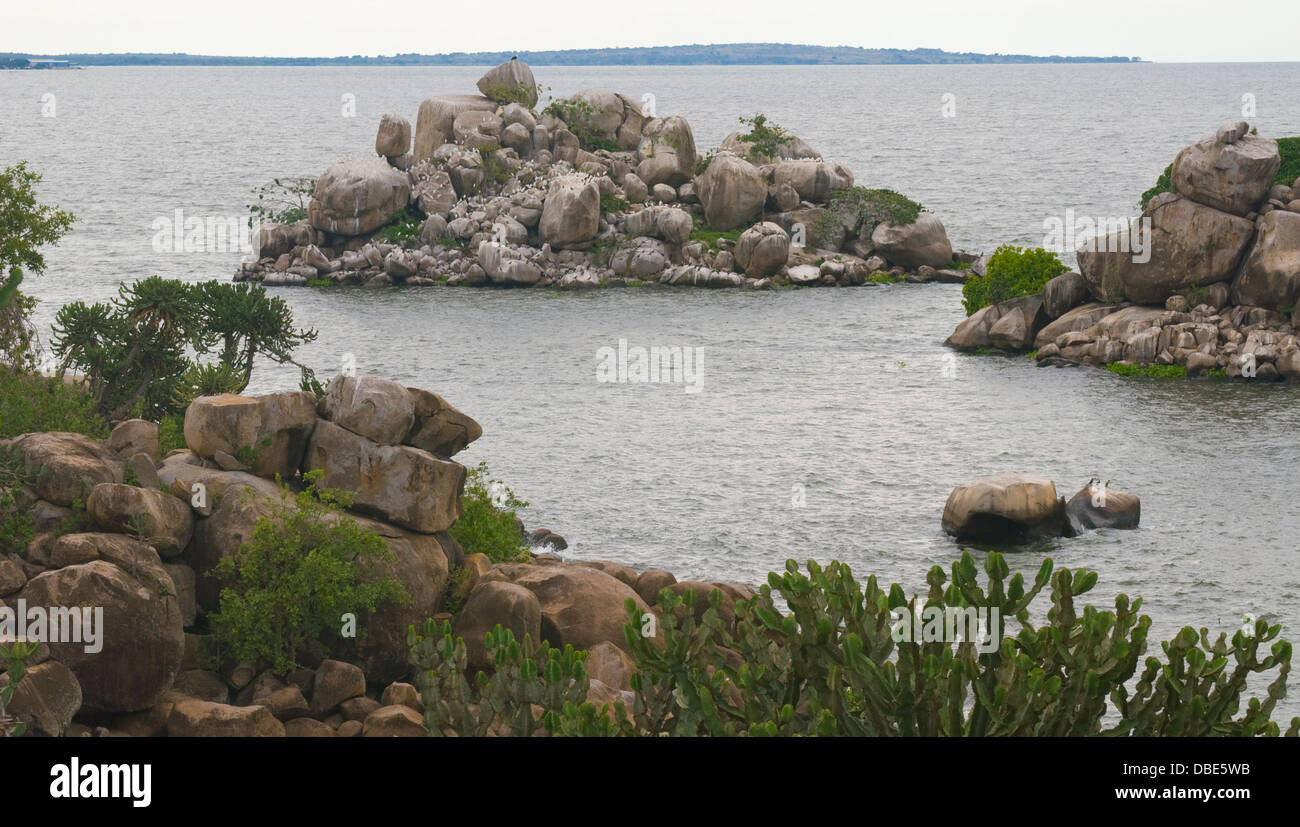 Bird colonies on a rocky island in Lake Victoria, Tanzania Stock Photo ...