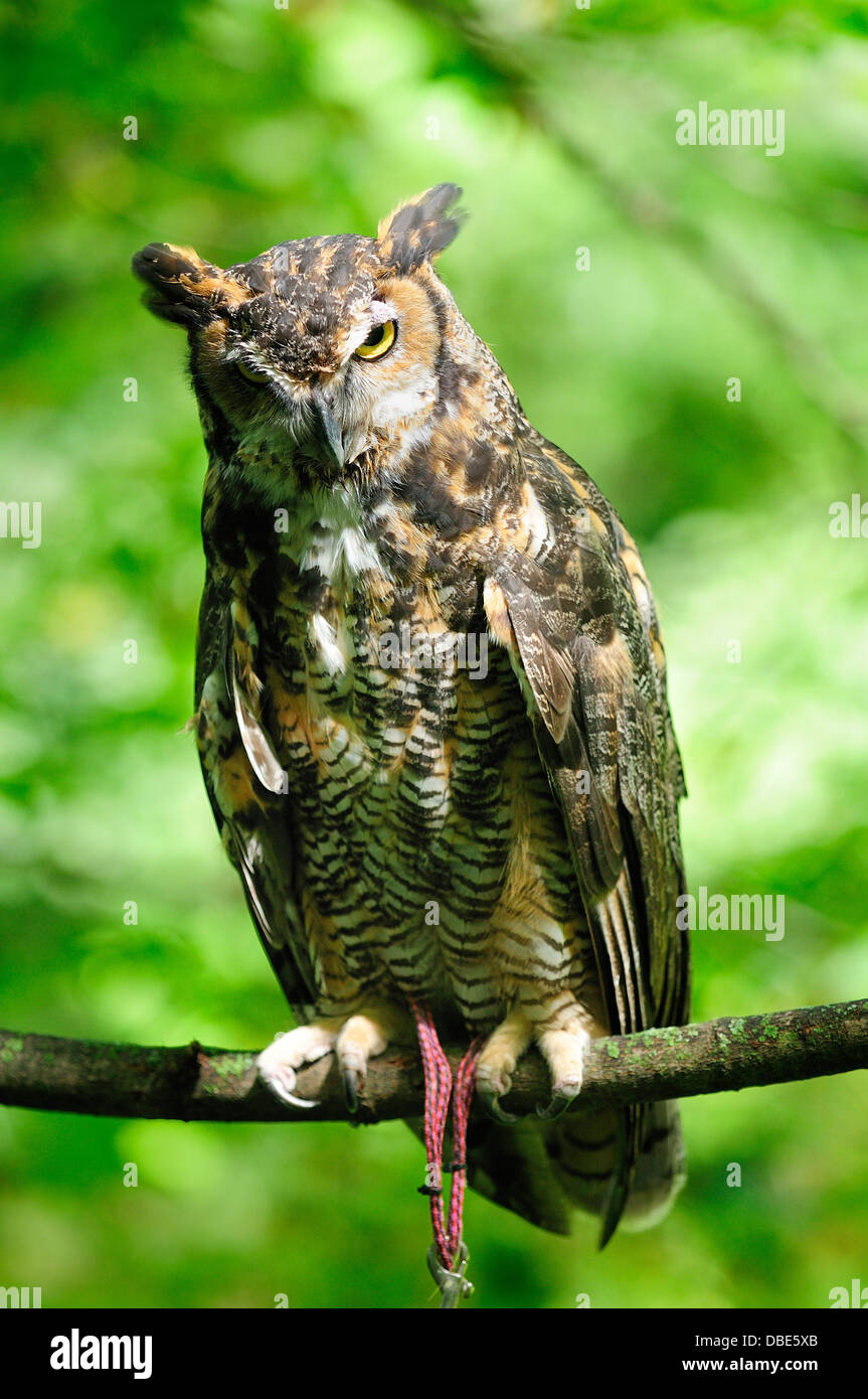 Great Horned Owl on perch Stock Photo - Alamy