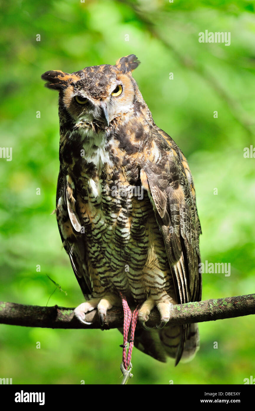 Great Horned Owl on perch Stock Photo - Alamy