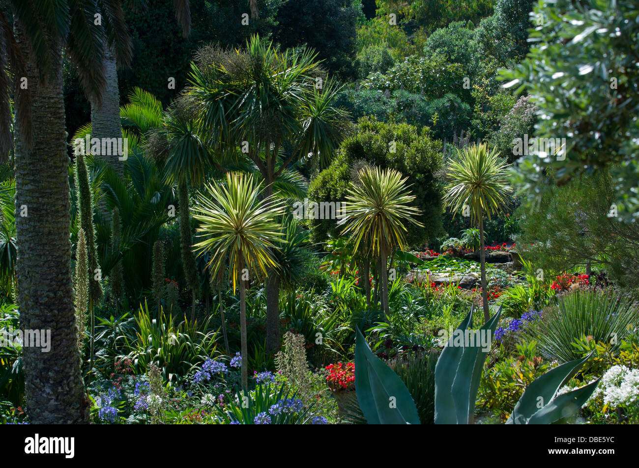 Exotic sub-tropical plants, Tresco Abbey Garden, Tresco, Isles of ...