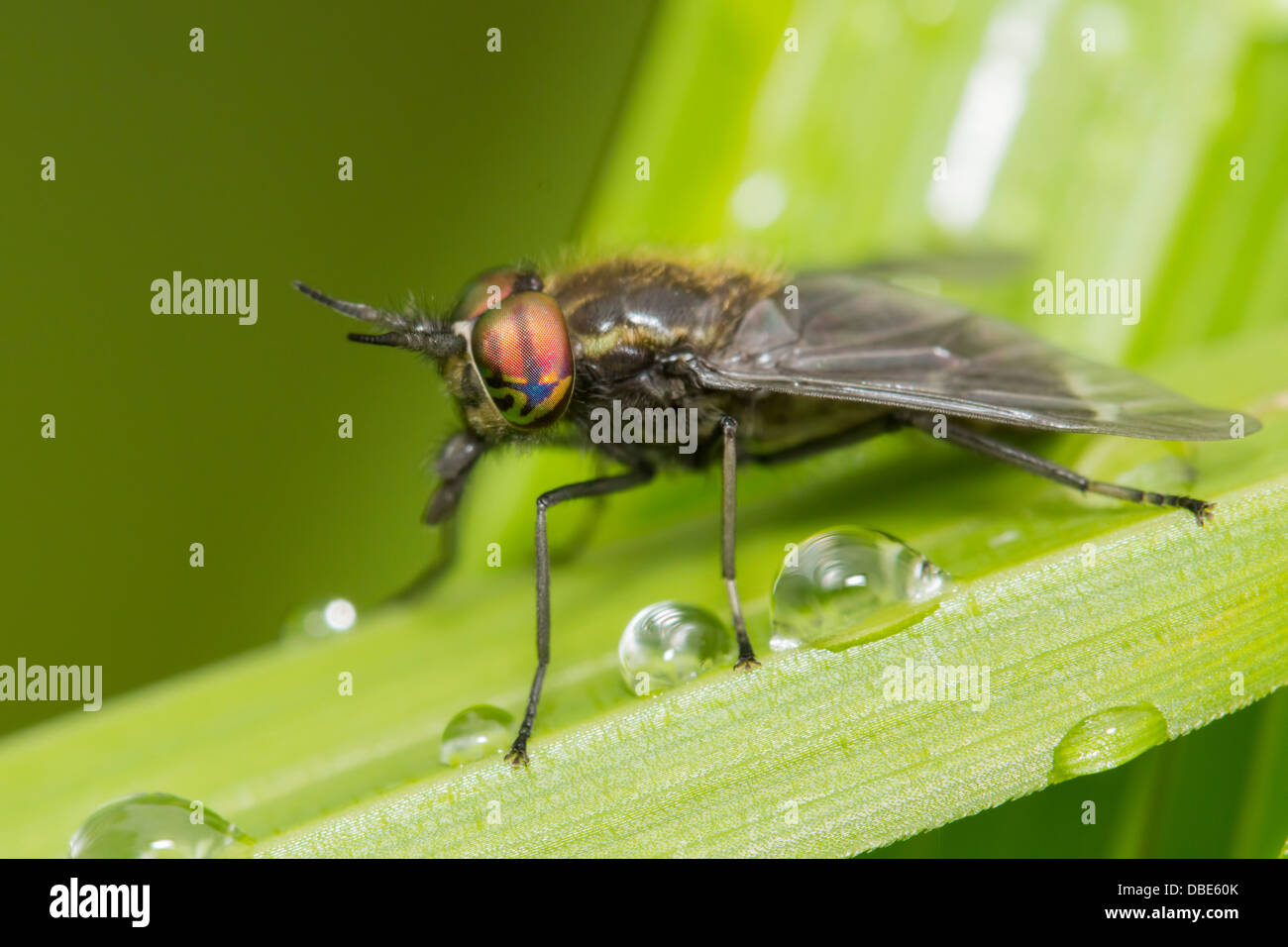 Deer fly hi-res stock photography and images - Alamy