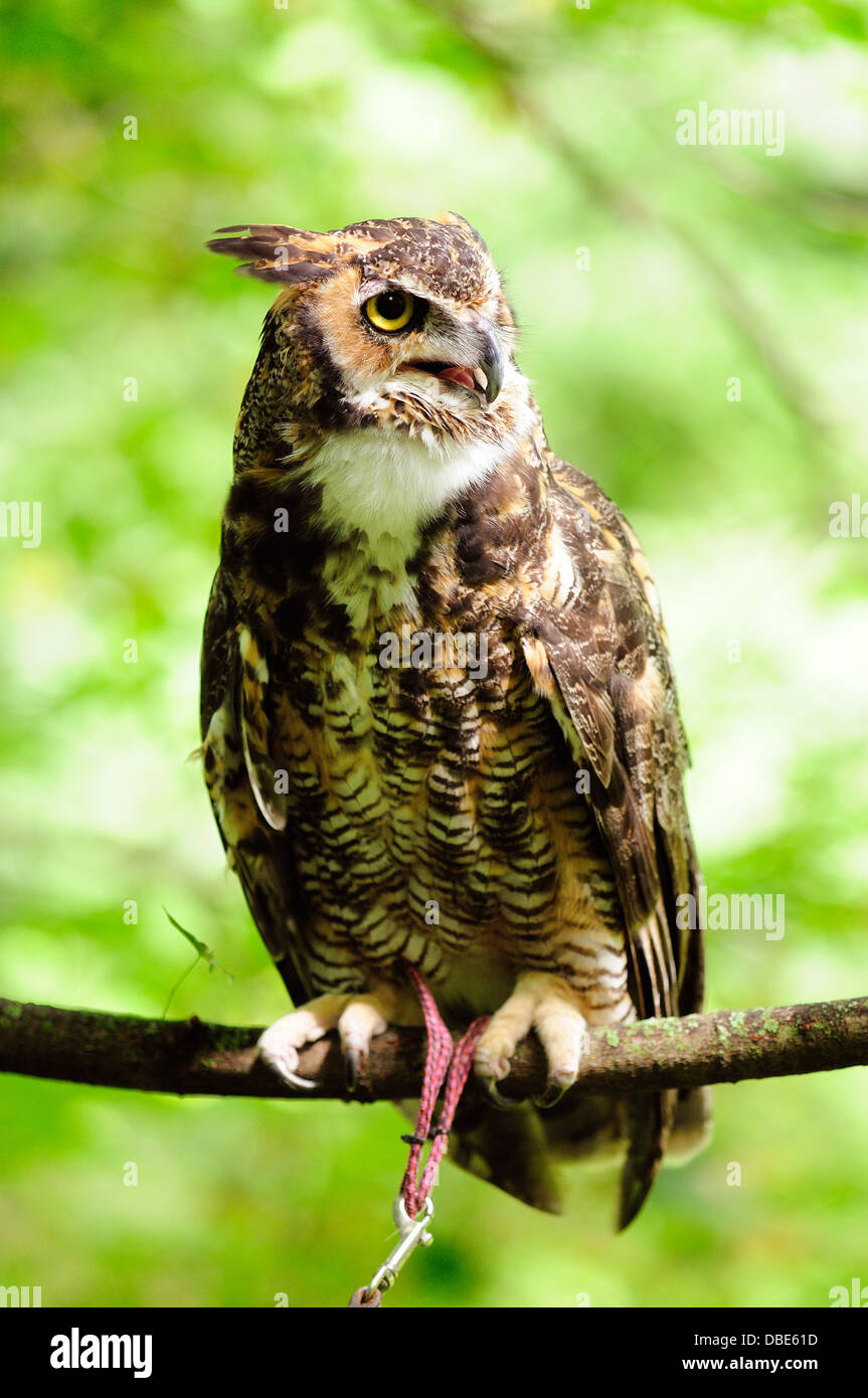 Great Horned Owl on perch Stock Photo - Alamy