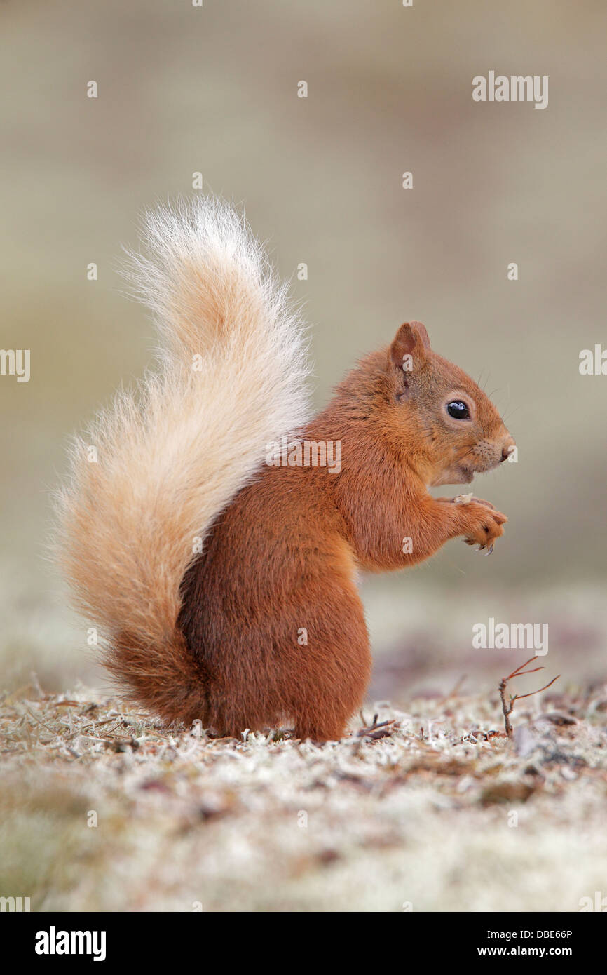 Red Squirrel in the summer Stock Photo - Alamy