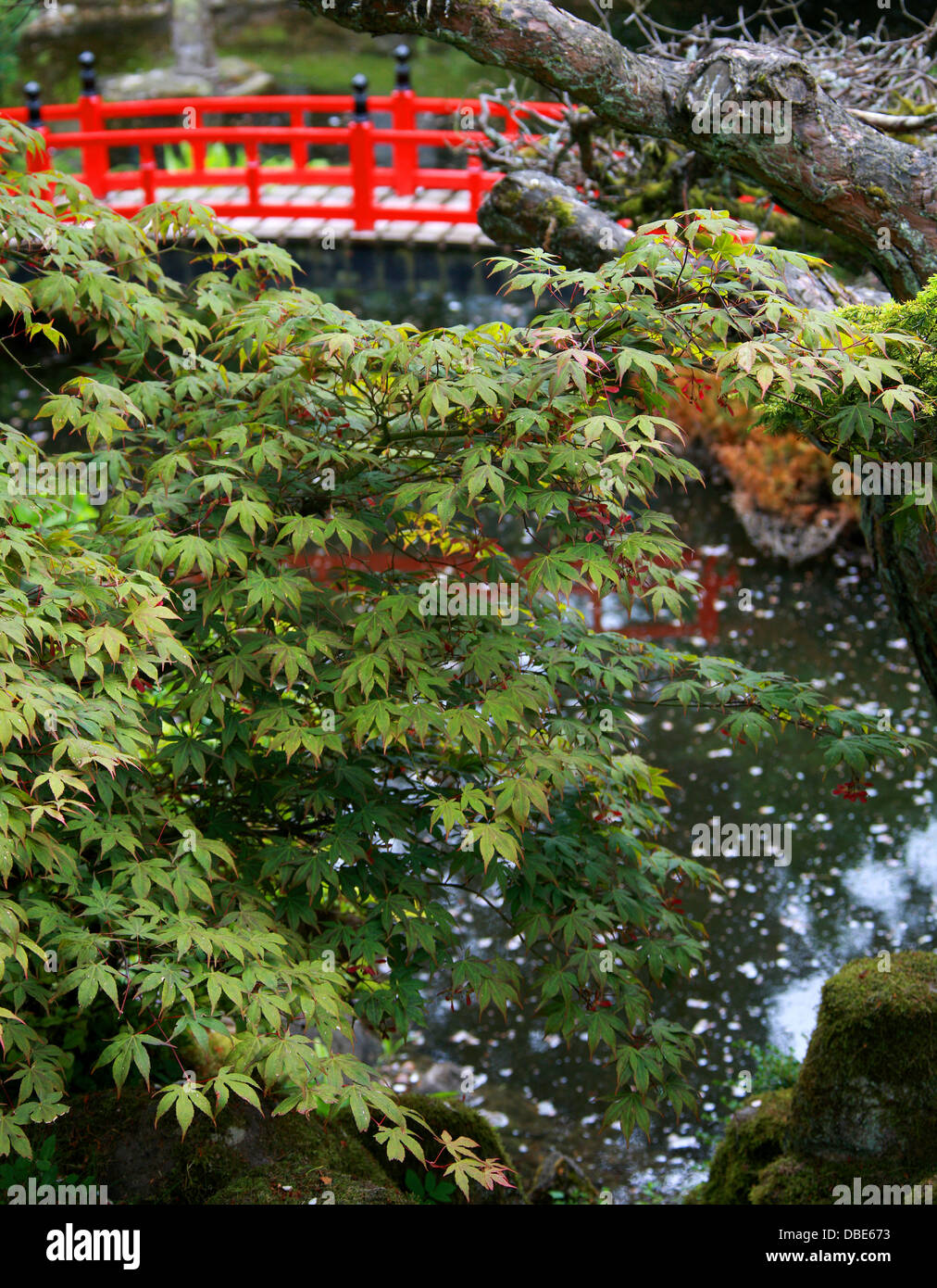 Japanese Maple Tree and Red Bridge, The Japanese Garden, Cottered ...