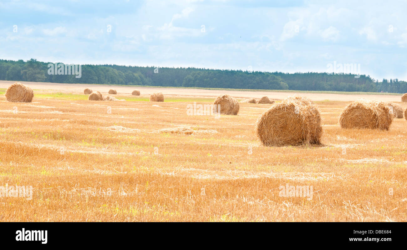 Bundles of straw on the field after harvest Stock Photo - Alamy