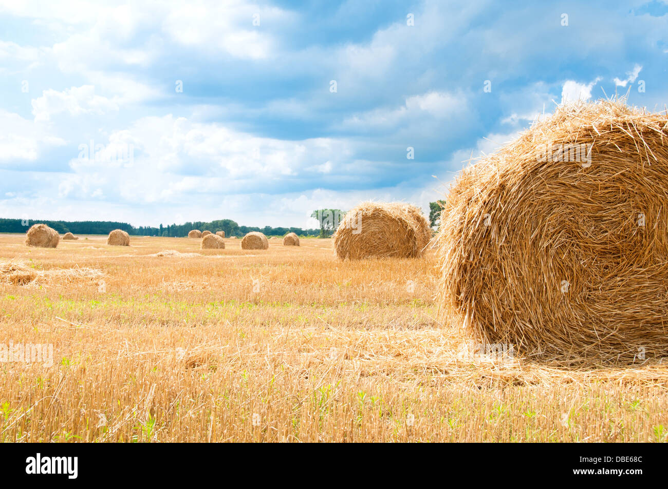 Bundles of straw on the field after harvest Stock Photo - Alamy