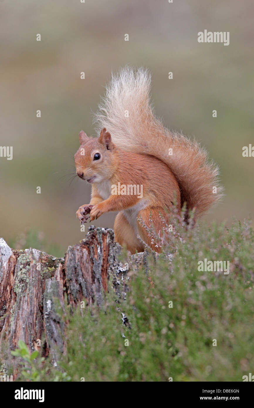 Red Squirrel on a tree stump surrounded by heather Stock Photo - Alamy