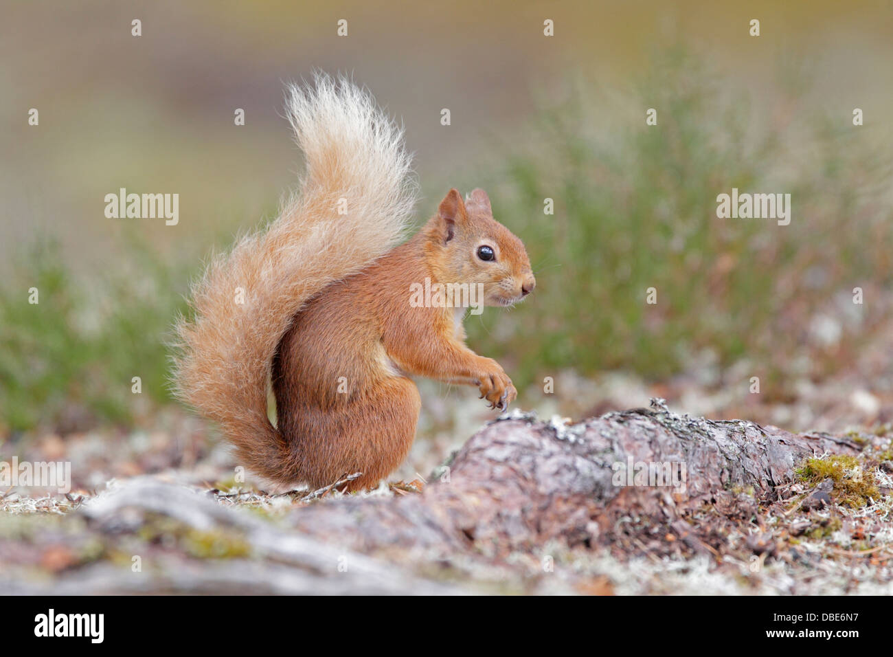 Red Squirrel in the summer Stock Photo - Alamy