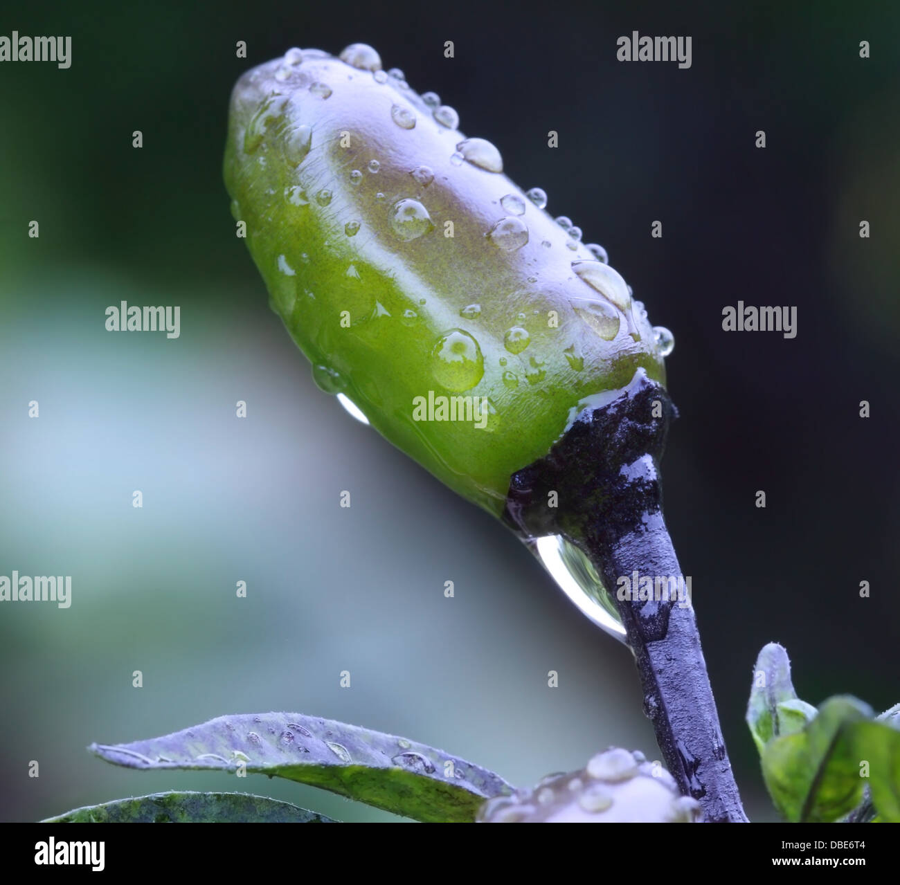 Violet Chili High Resolution Stock Photography and Images - Alamy