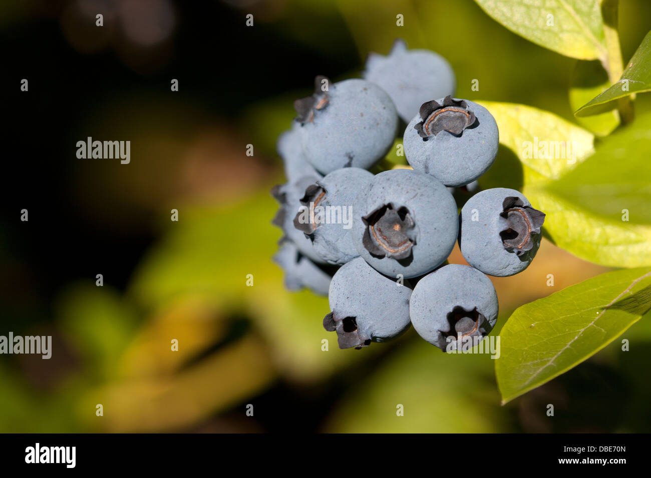 A cluster of Blueberries close up Stock Photo - Alamy