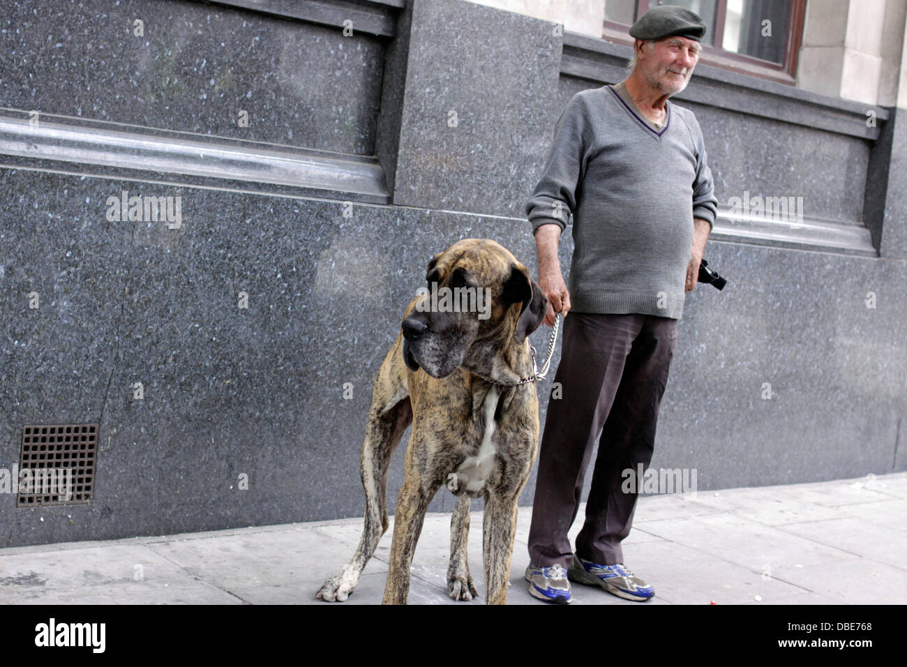 Man with his Great Dane dog on a street in East London Stock Photo - Alamy