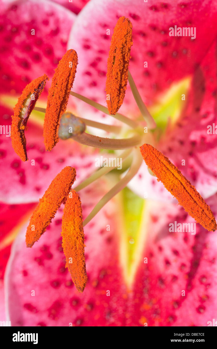 Stamens of a red lily Stock Photo - Alamy