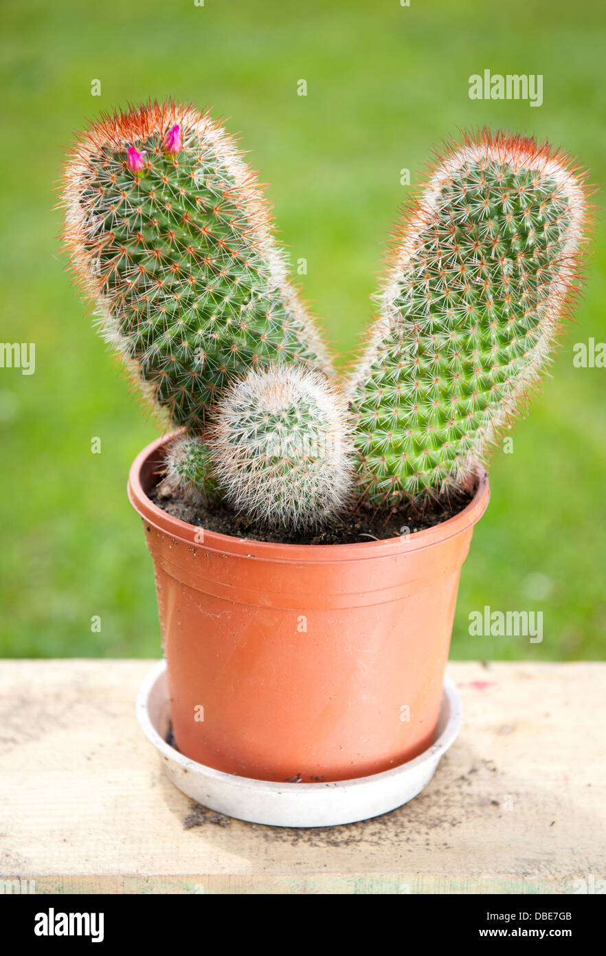 Acanthoid cactus blooming pink flowers Stock Photo - Alamy