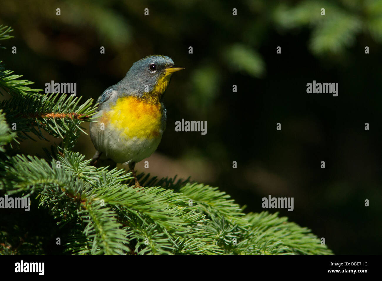 Male Northern Parula (Parula americana) in summer Stock Photo - Alamy