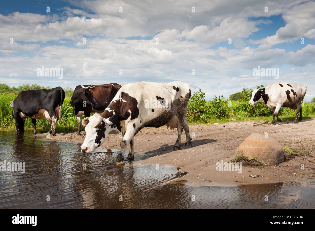 Herd of cows walking across puddle Stock Photo - Alamy