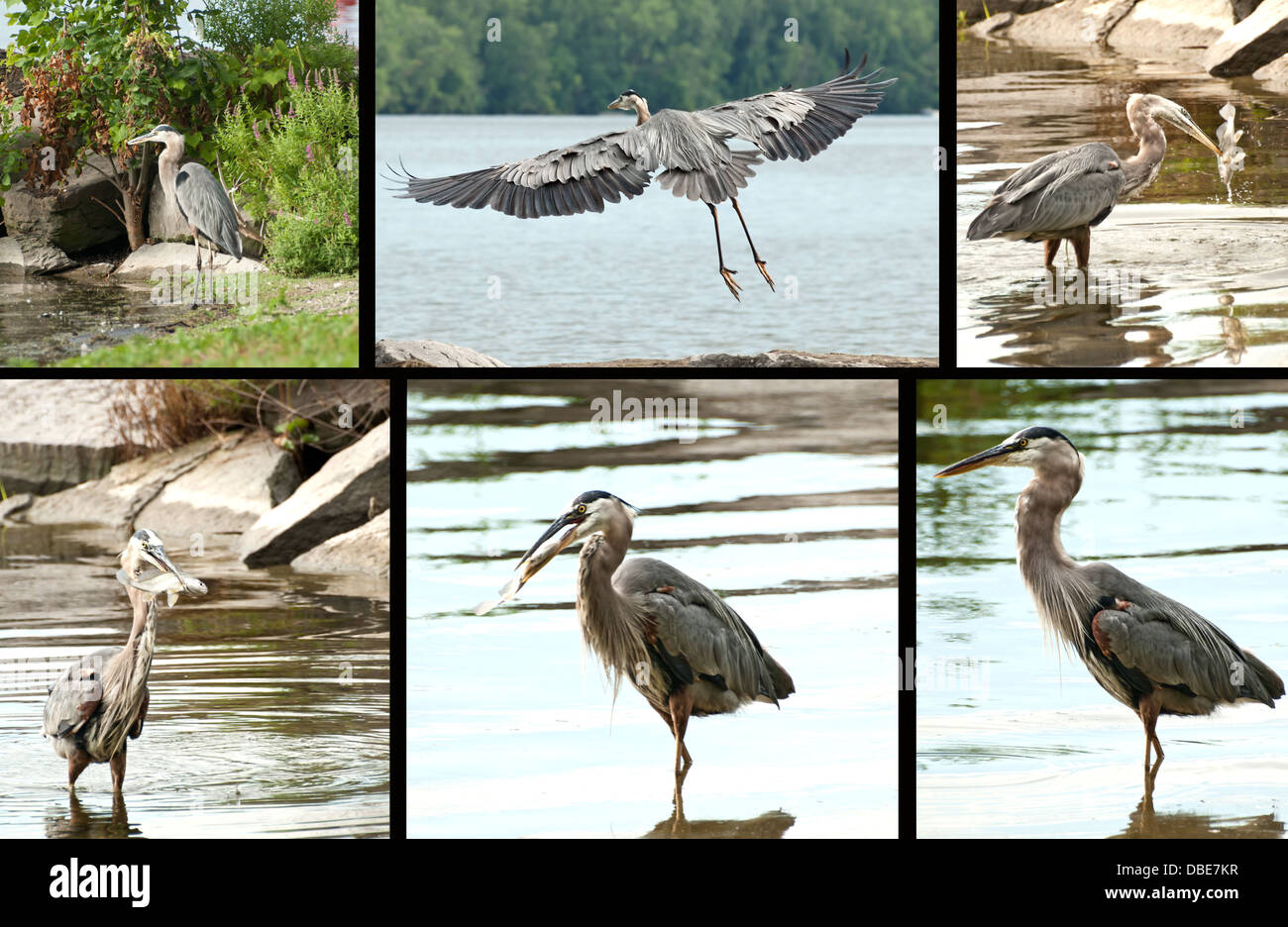 great blue heron, ardea herodias, getting his fish dinner Stock Photo ...