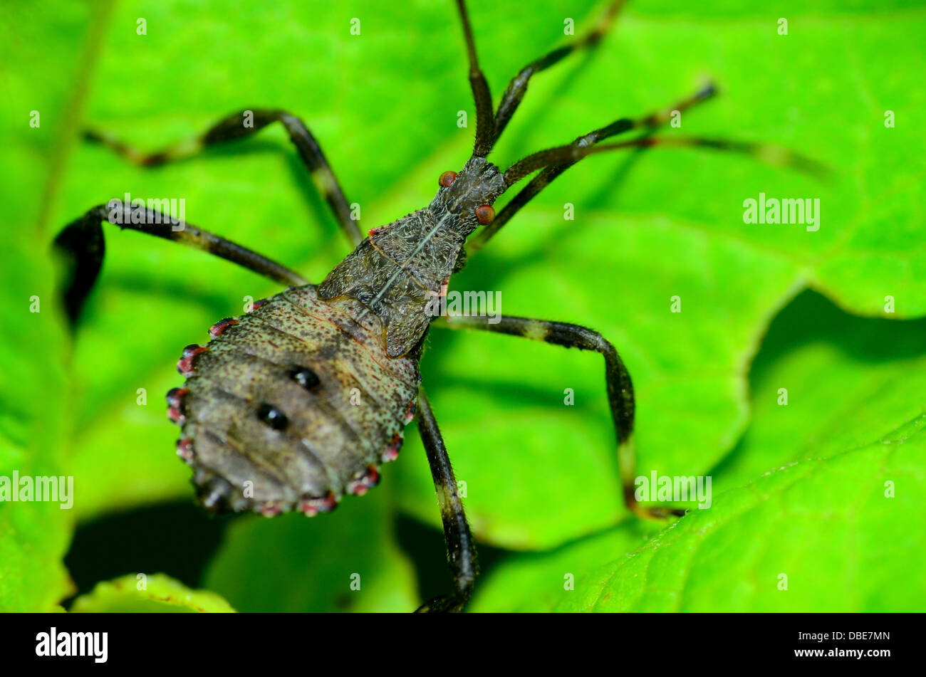 Assassin bug nymph hi-res stock photography and images - Alamy