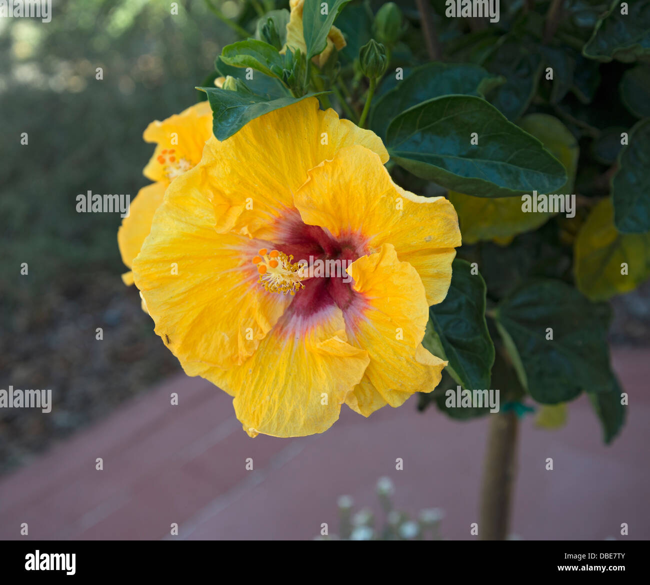 Beautiful yellow hibiscus flower cultivar found in Gainesville, Florida ...