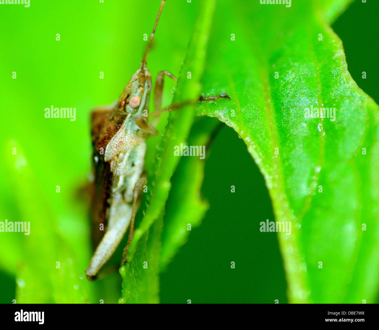side view of a stink bug or shield bug Stock Photo - Alamy