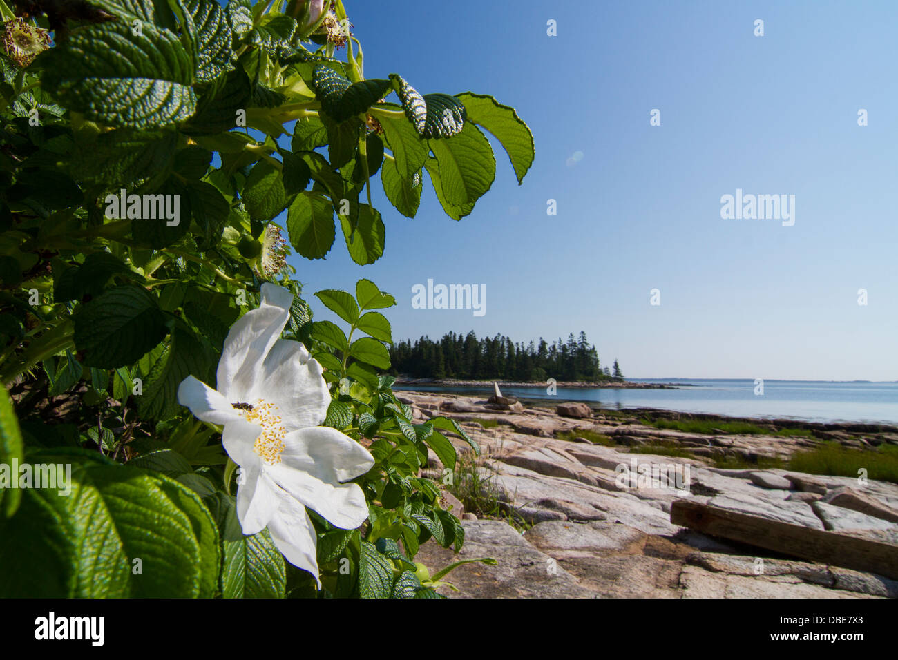 Wild rose in Acadia, Mount Desert Island, Acadia National Park, Maine ...