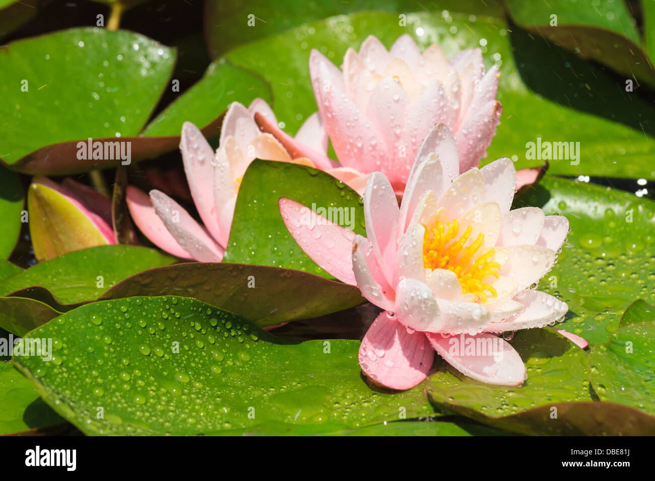 Lilly leaf water drops hi-res stock photography and images - Alamy