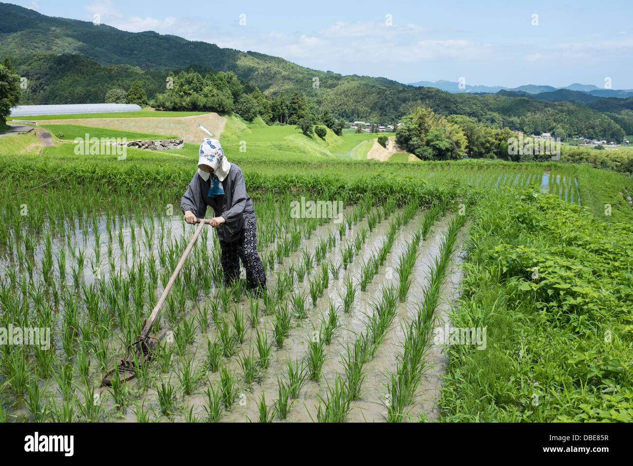 Rice cultivation in Japan Stock Photo - Alamy