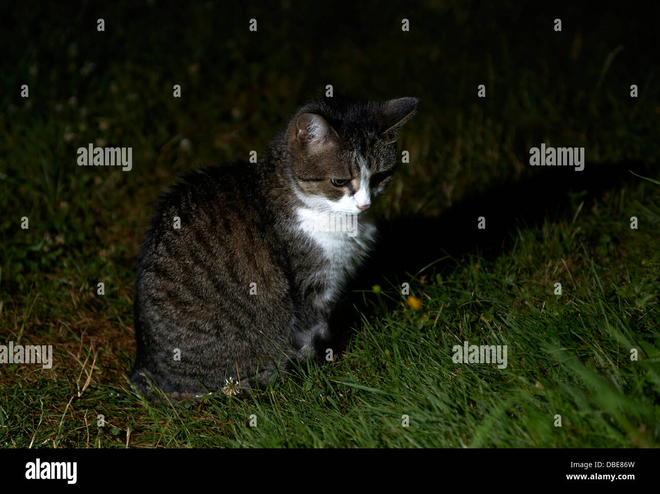 Domestic Cat watching and hunting by night Stock Photo - Alamy