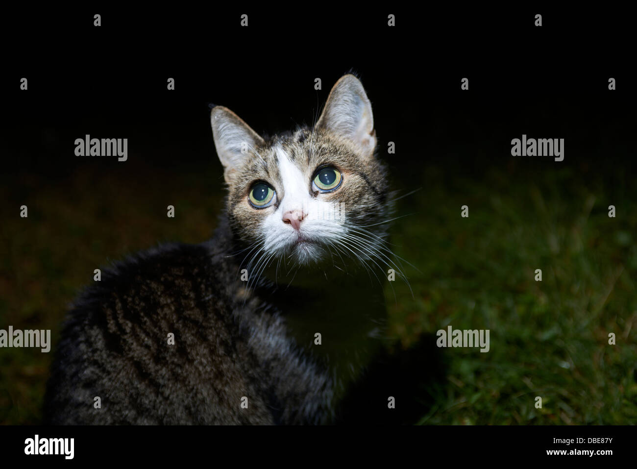 Tiger Hunting At Night High Resolution Stock Photography and Images - Alamy
