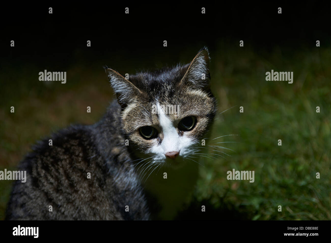 Tiger hunting at night hi-res stock photography and images - Alamy