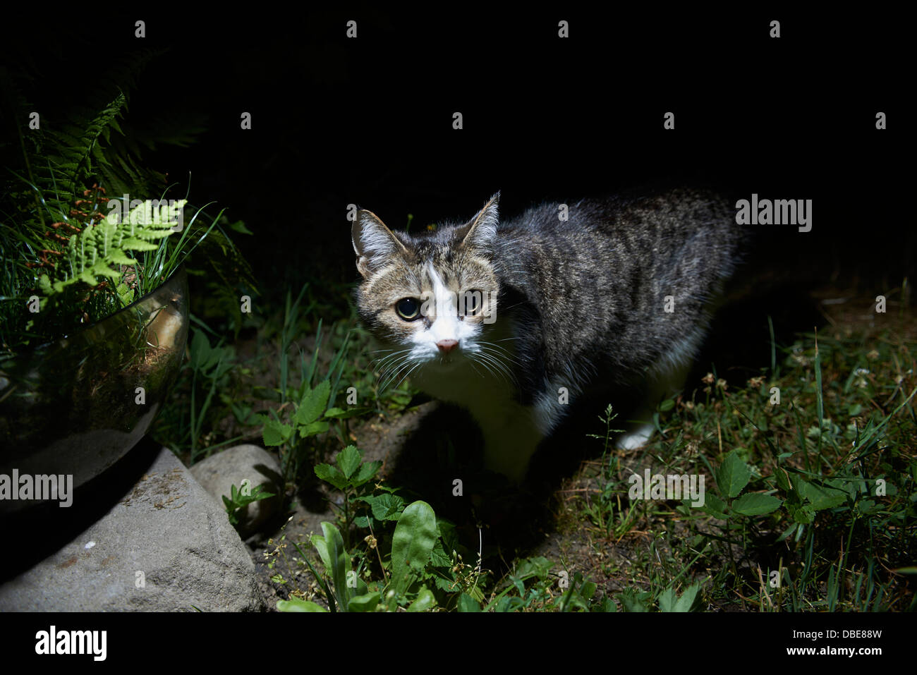 Domestic Cat watching and hunting by night Stock Photo - Alamy